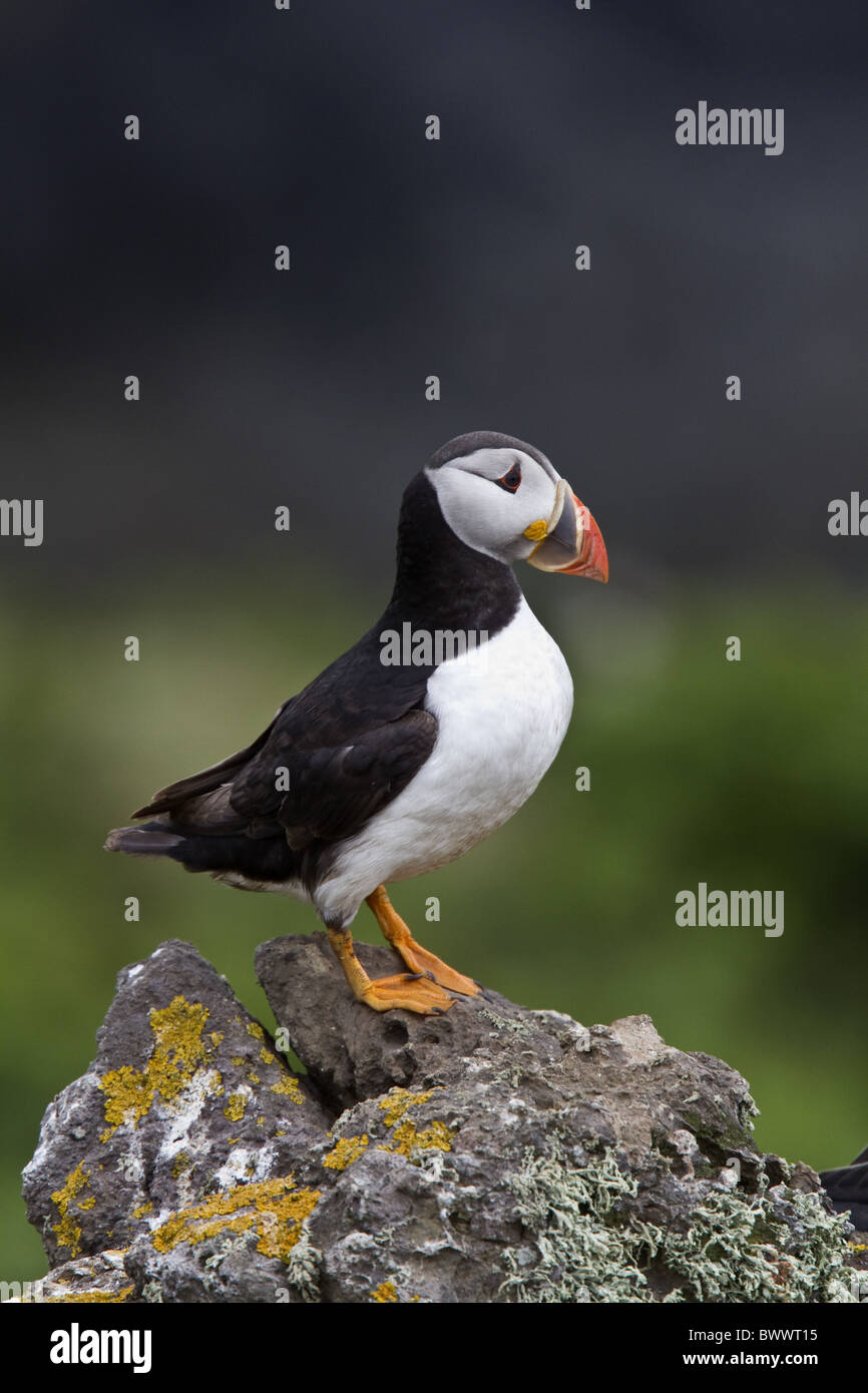 Puffin on lichen covered rocks Stock Photo - Alamy
