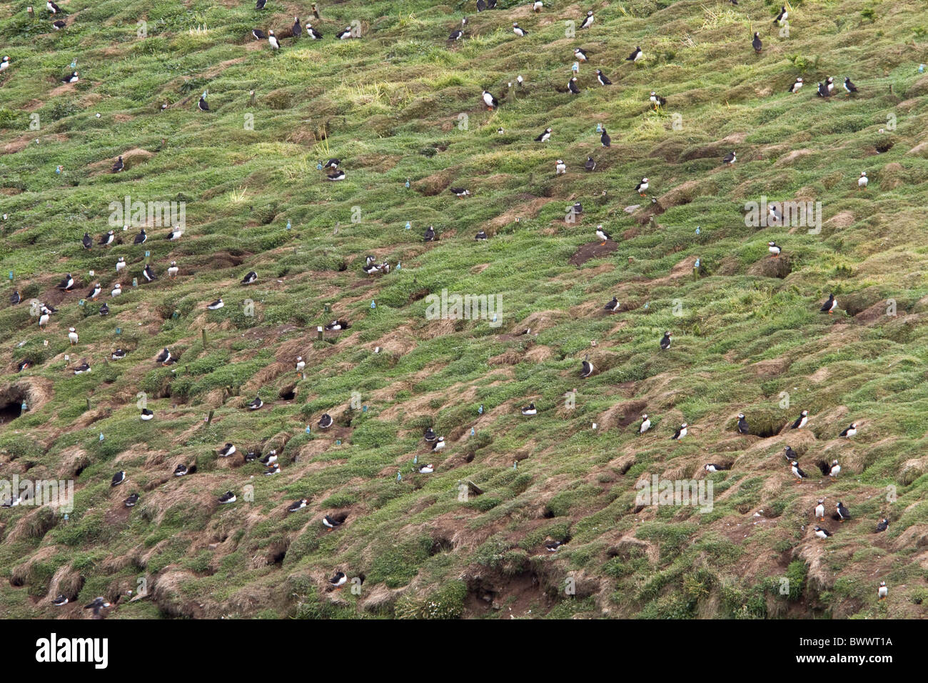 Puffin nesting colony Skomer Island Pembrokeshire Stock Photo - Alamy