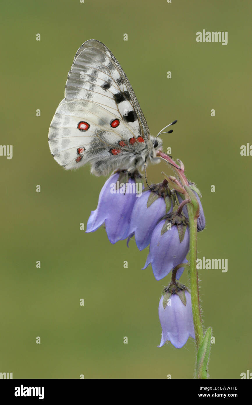 animal animals butterfly butterflies insect insects invertebrate ...