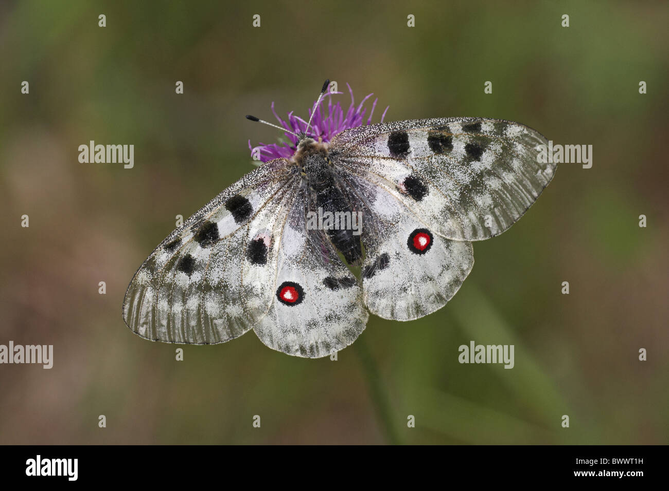 animal animals butterfly butterflies insect insects invertebrate ...