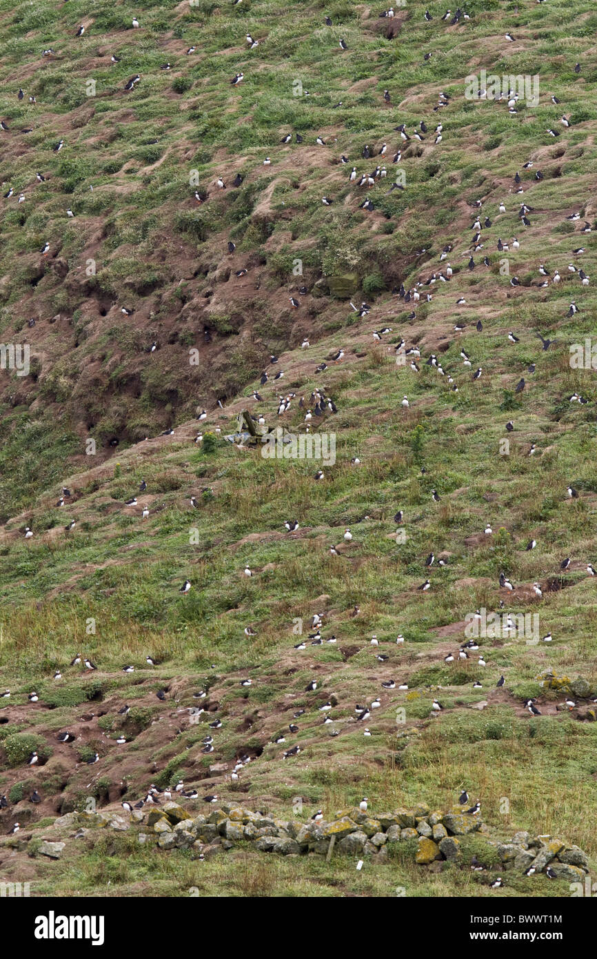 Puffin nesting colony Skomer Island Pembrokeshire Stock Photo - Alamy