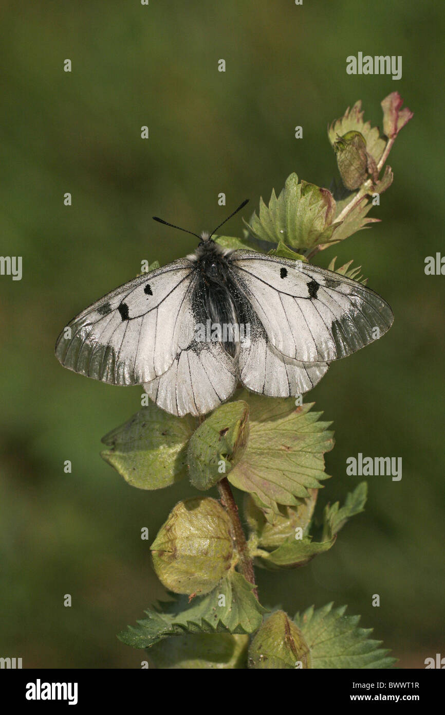 Clouded Apollo Parnassius mnemosyne adult Stock Photo - Alamy