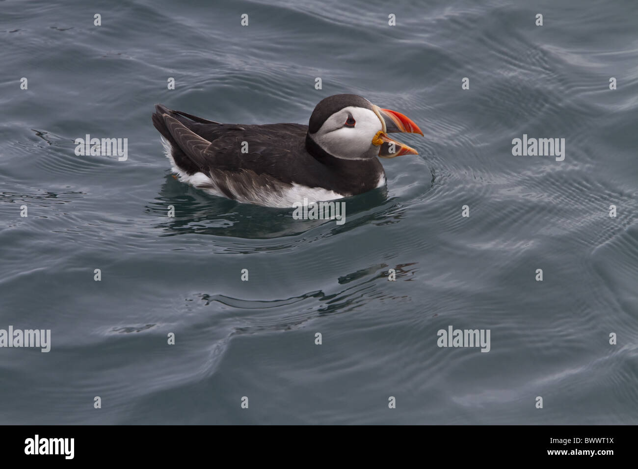 Puffin on the sea Stock Photo - Alamy