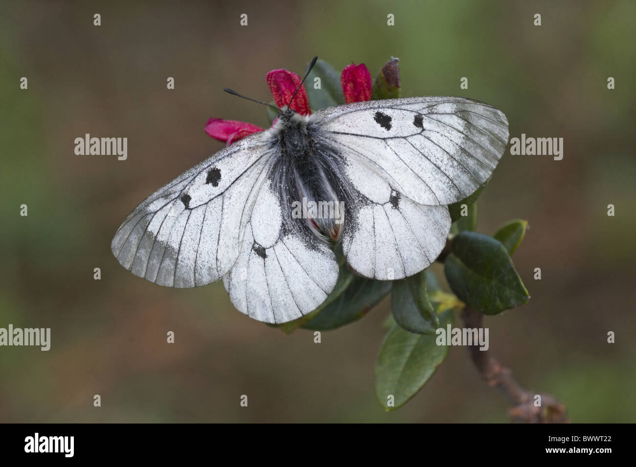 Clouded Apollo (Parnassius mnemosyne) adult male, resting on Alpenrose ...