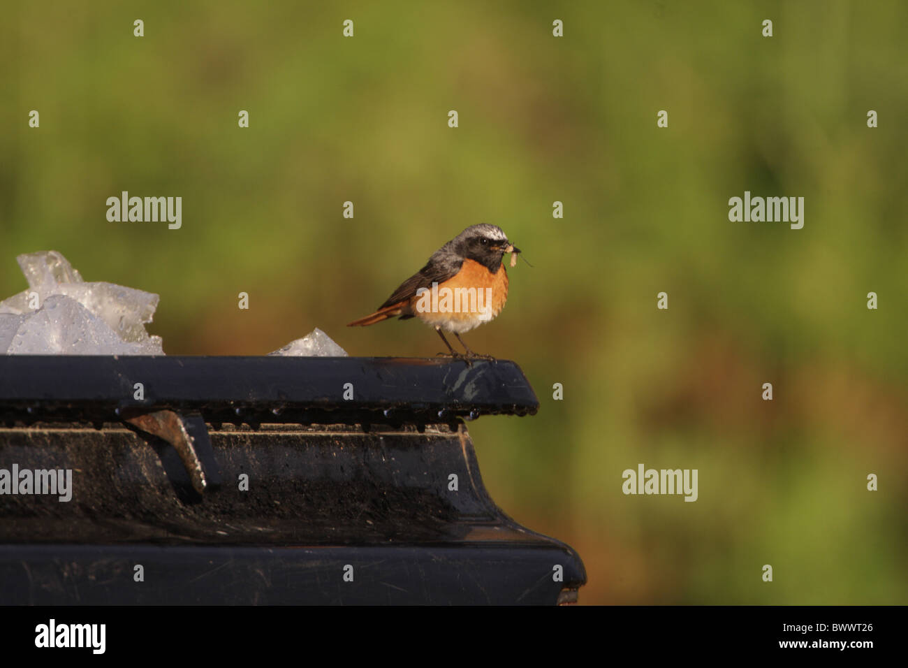 Eurasian redstart hi-res stock photography and images - Alamy