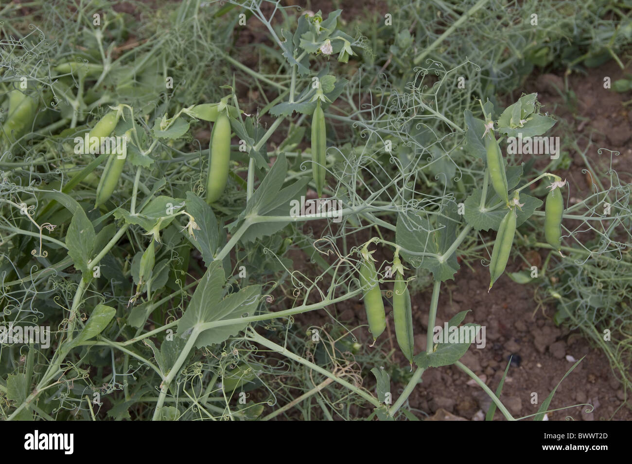 Ready to pick peas in pods Stock Photo - Alamy