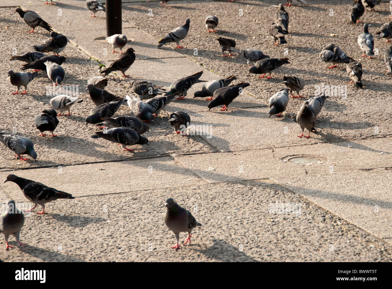 Pigeons pecking hi-res stock photography and images - Alamy