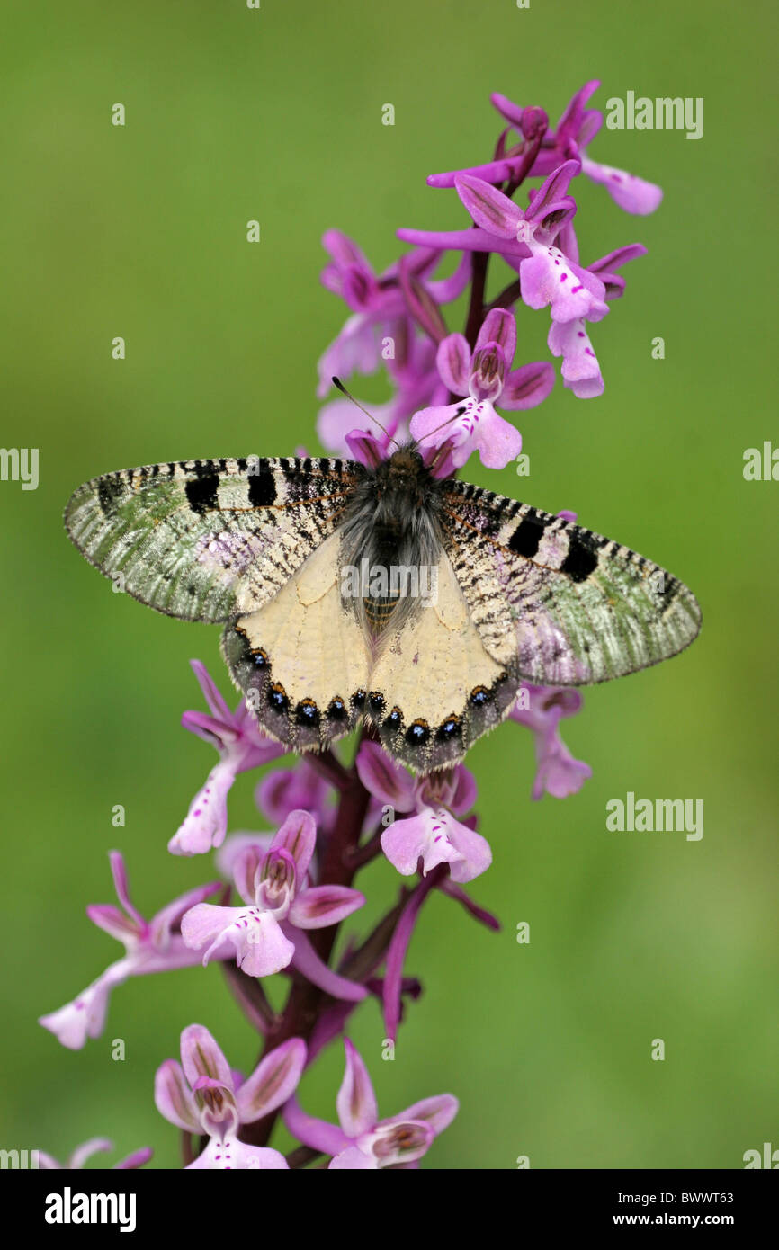 The false apollo butterfly hi-res stock photography and images - Alamy
