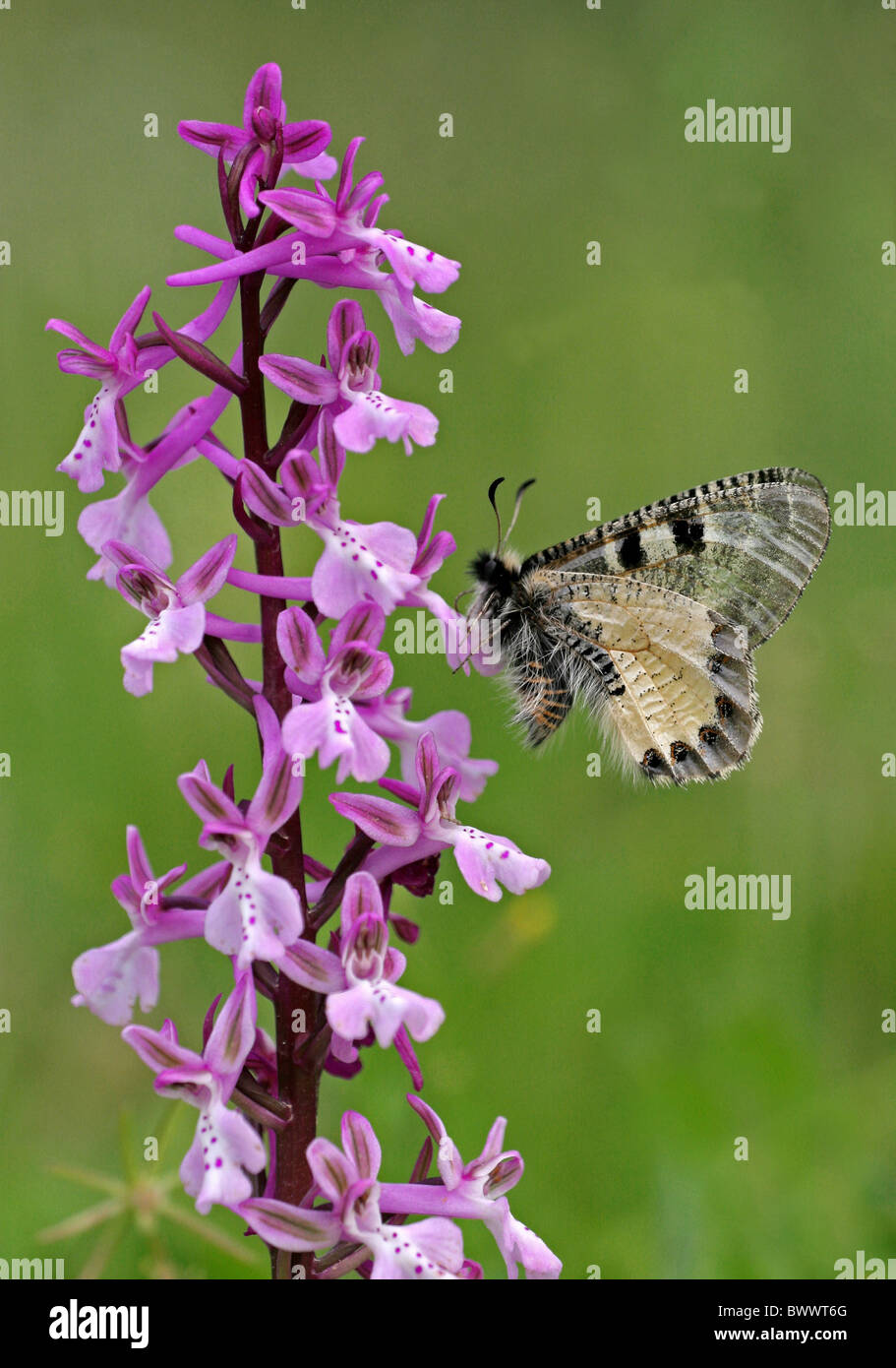 False Apollo (Archon apollinus) adult male, resting on Anatolian Orchid ...