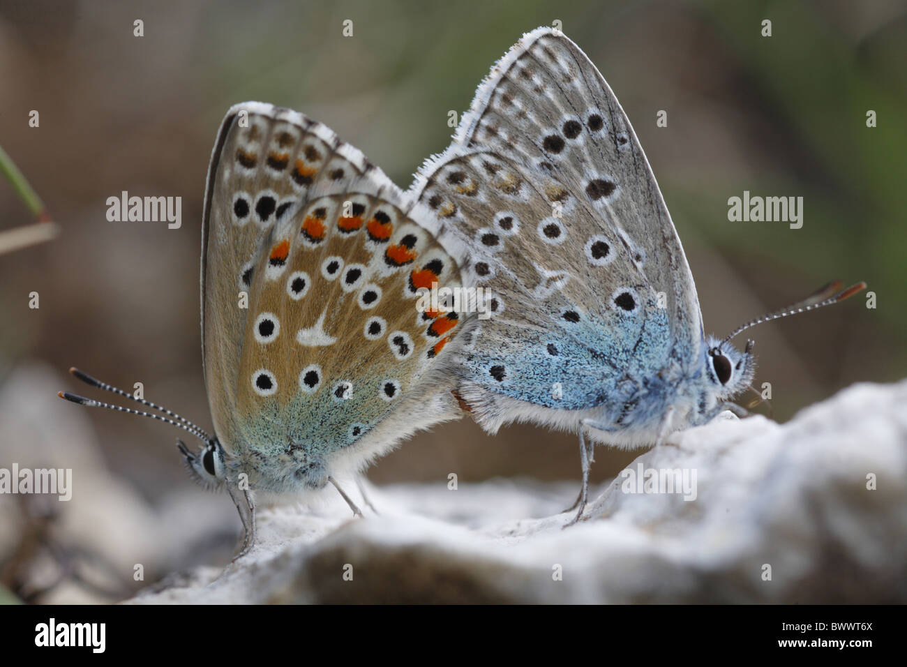France French Pyrenees ariege nature natural wild wildlife environment ...