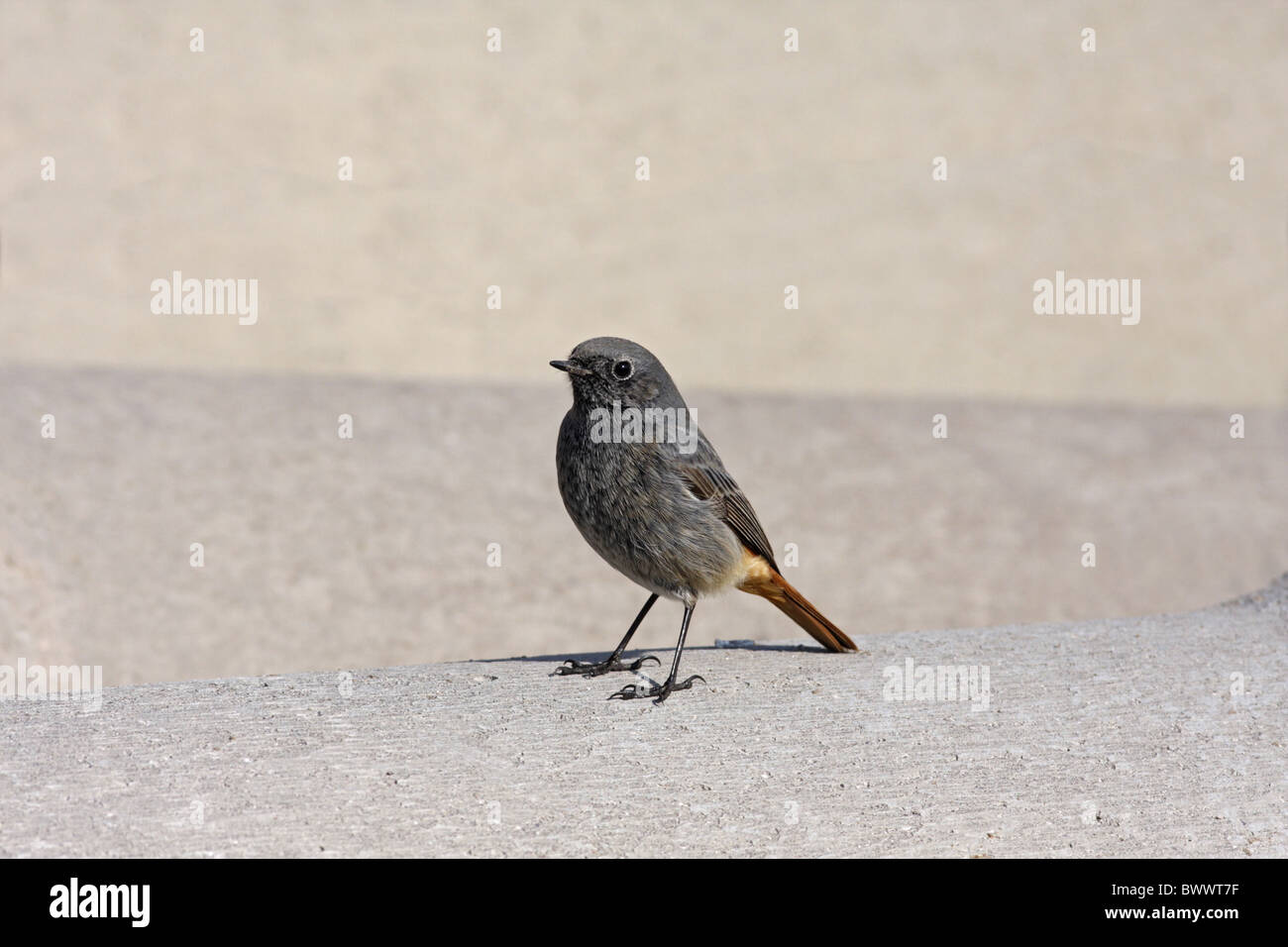 Black Redstart Phoenicurus ochruros Stock Photo - Alamy