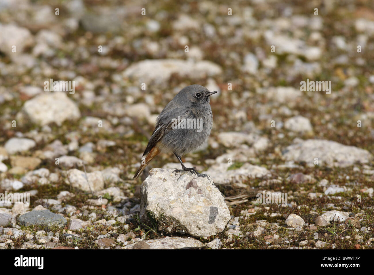 Black Redstart Phoenicurus ochruros Stock Photo - Alamy