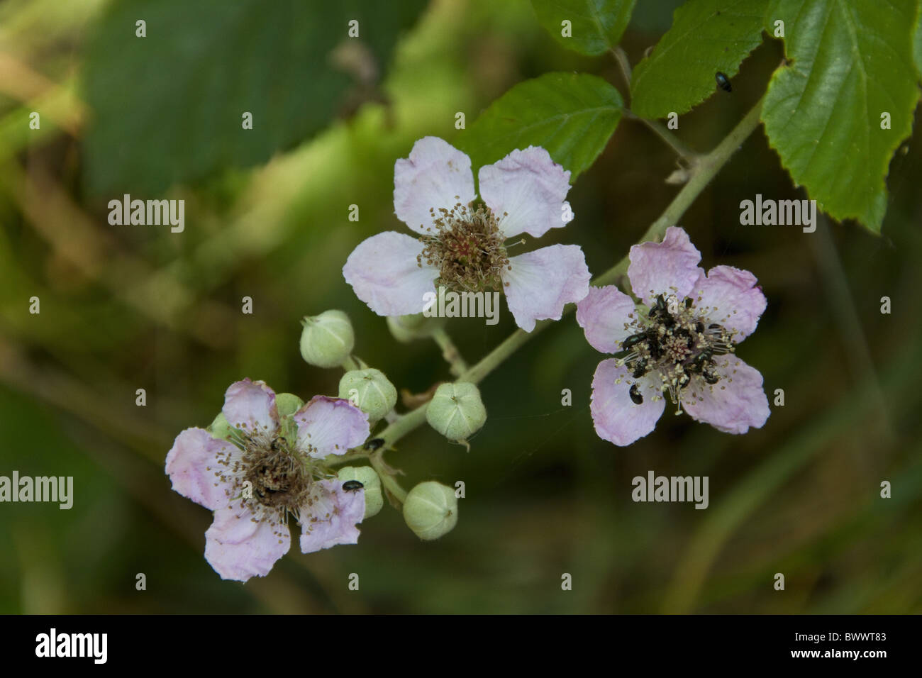 bramble flowers with young budding fruits Stock Photo - Alamy