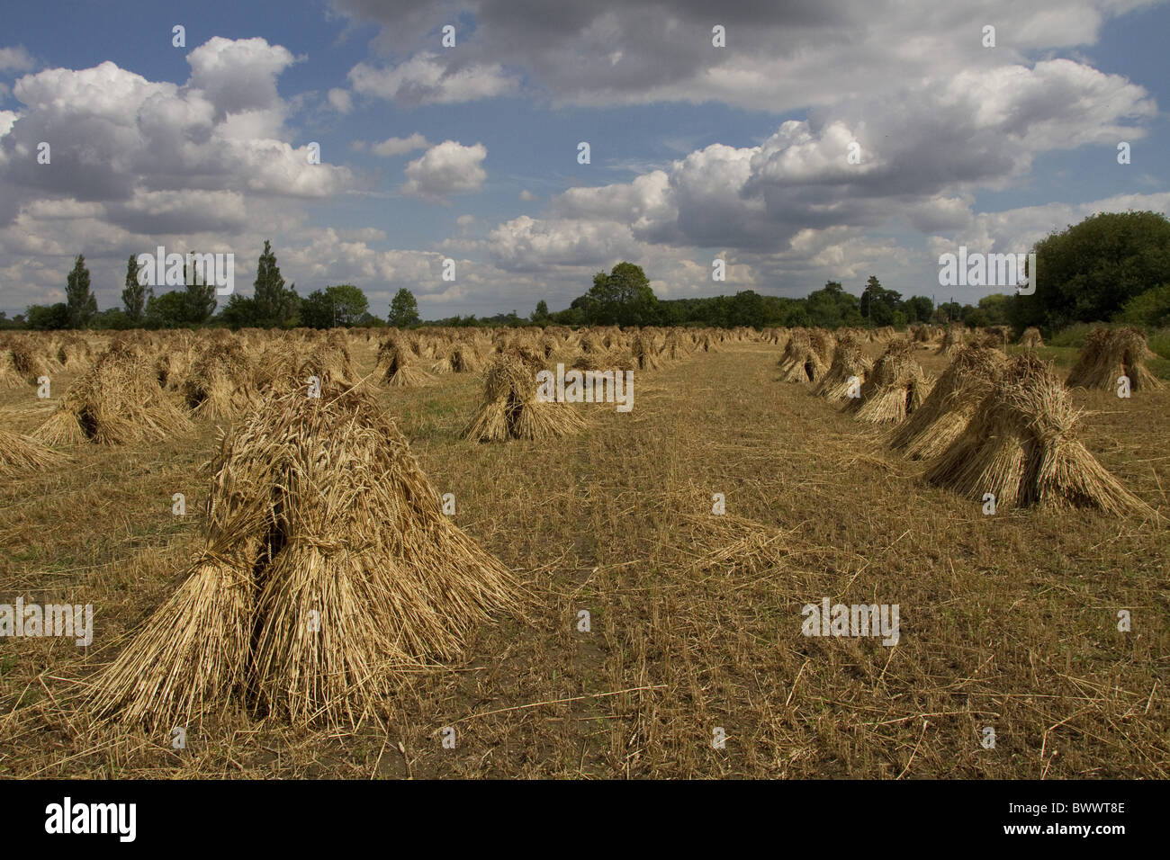 The best quality thatching straw is grown from older wheat varieties ...