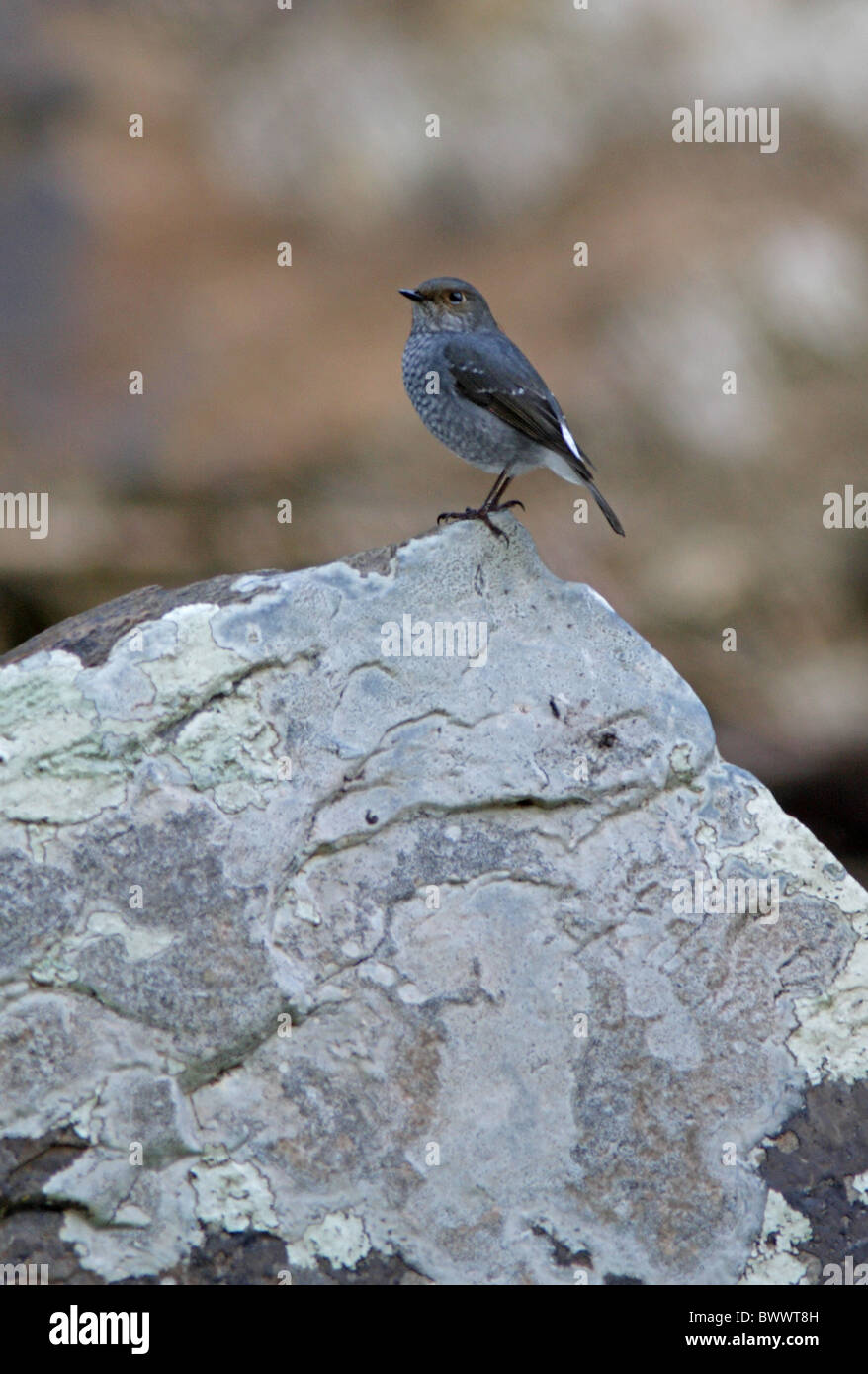 Plumbeous Water redstart Rhyacornis fuliginosus Stock Photo - Alamy