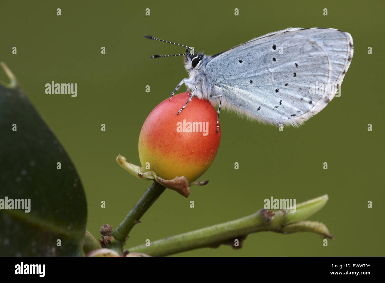 animal animals butterfly butterflies insect insects invertebrate ...