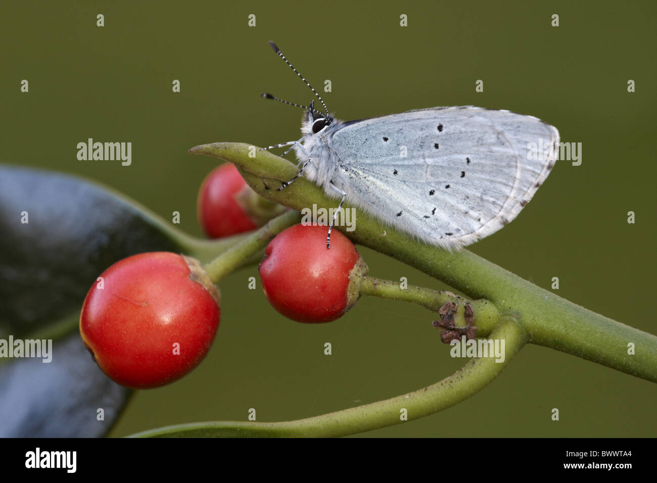 animal animals butterfly butterflies insect insects invertebrate ...