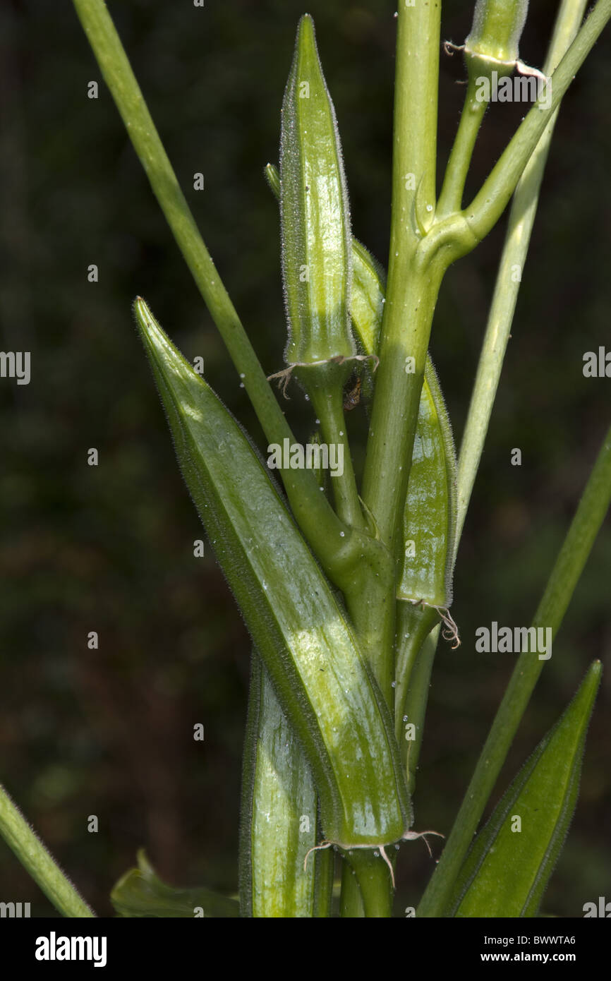 Okra is valued for its edible green seed pods. Originating in Africa ...