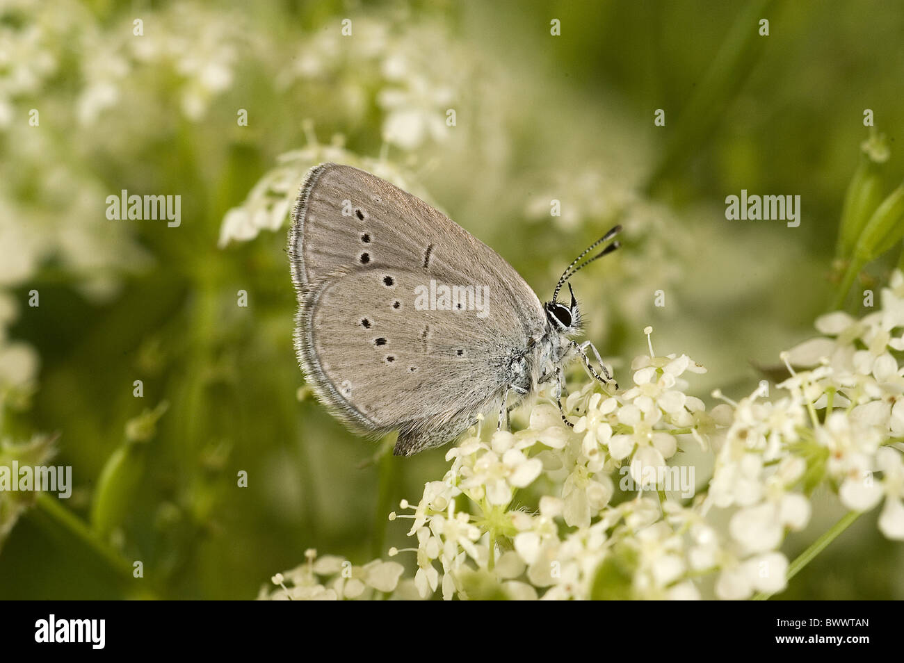 Butterflies underside blue hi-res stock photography and images - Alamy