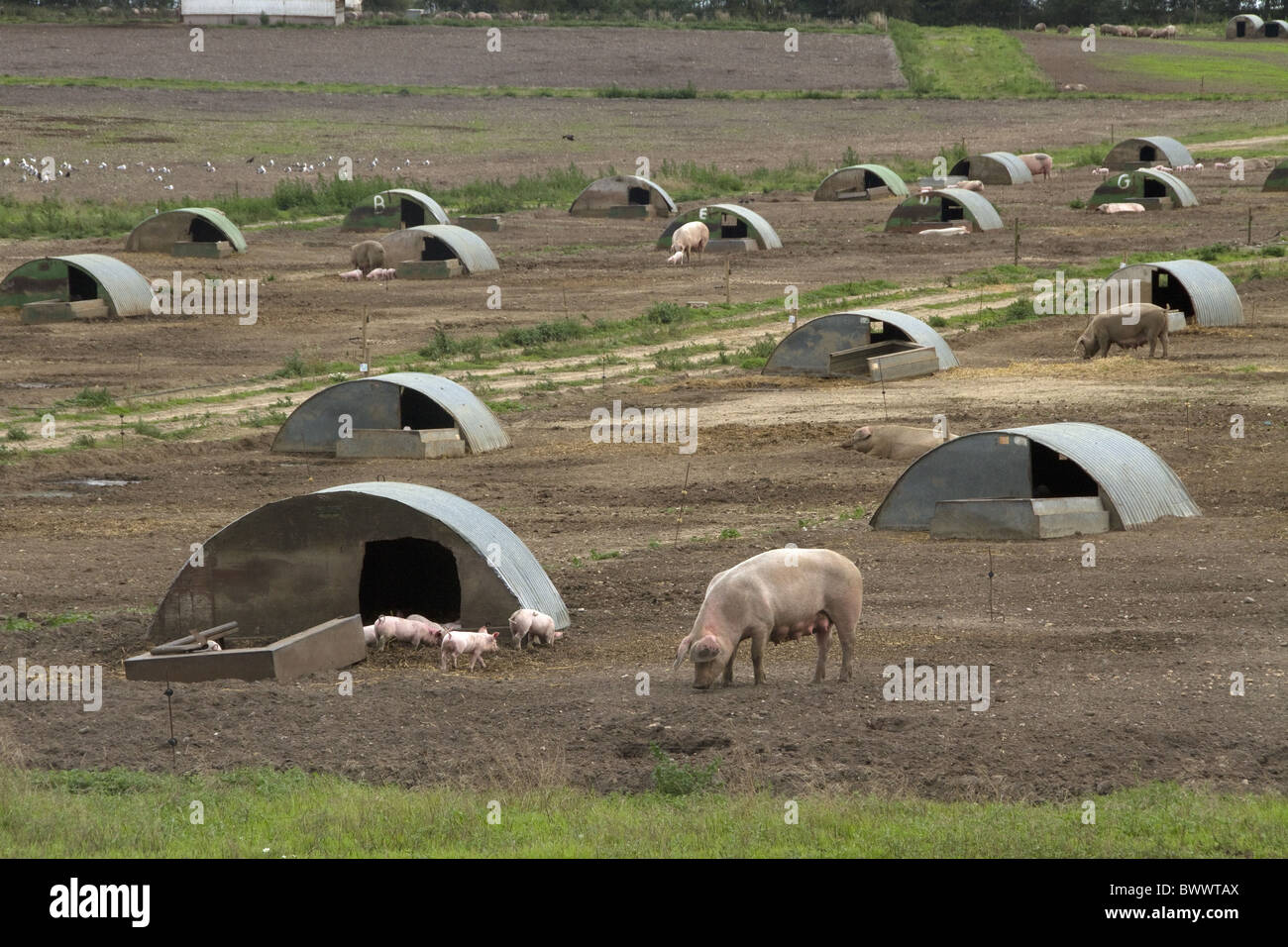Free range pigs sow with piglets and arc Stock Photo - Alamy