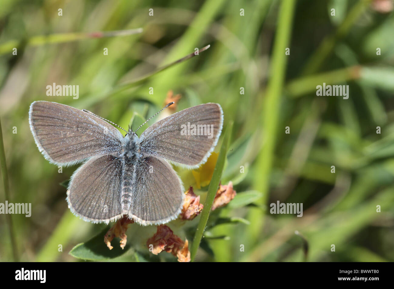 Cupido minimus small blue butterfly insect bug nature natural wild ...
