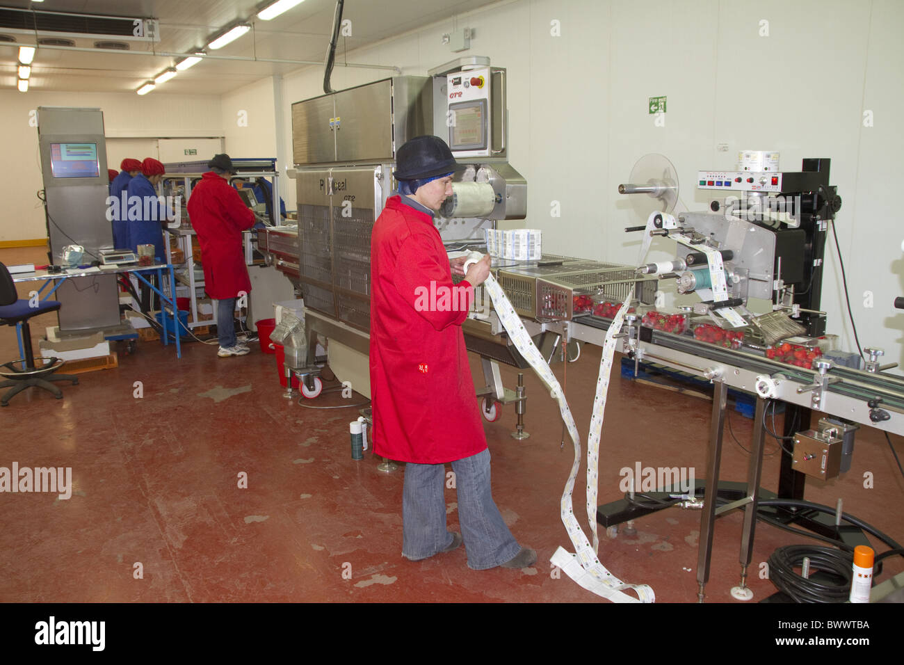 Packing strawberry punnets hi-res stock photography and images - Alamy