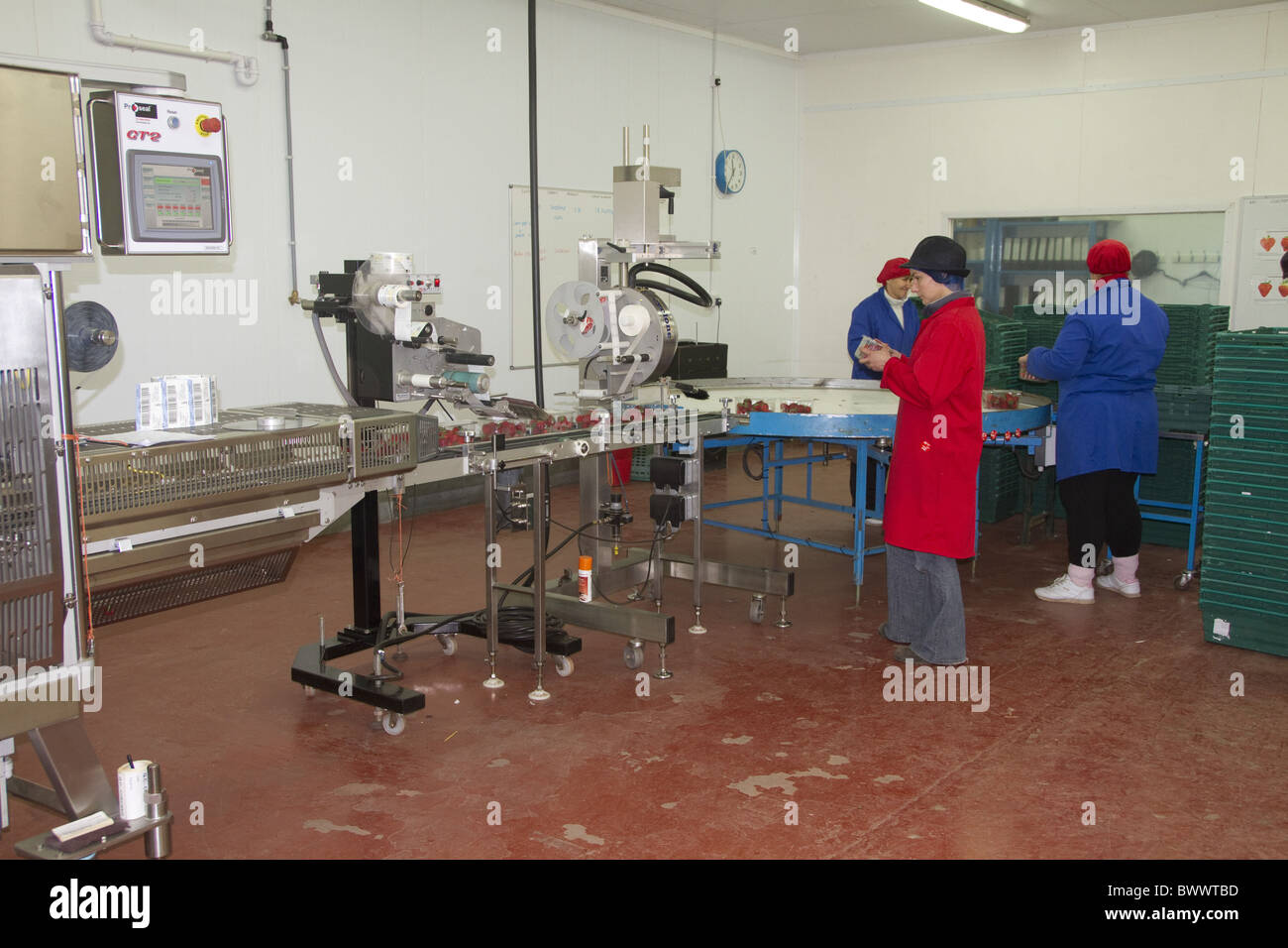 Packing strawberry punnets hi-res stock photography and images - Alamy