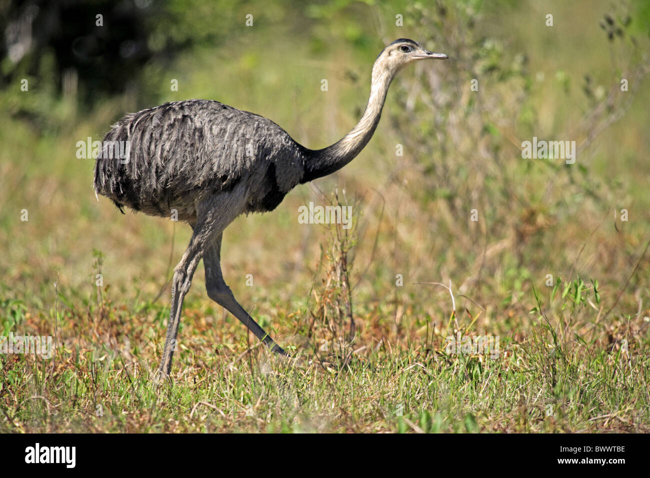 Greater Rhea (Rhea americana) adult female, walking, Pantanal, Mato ...