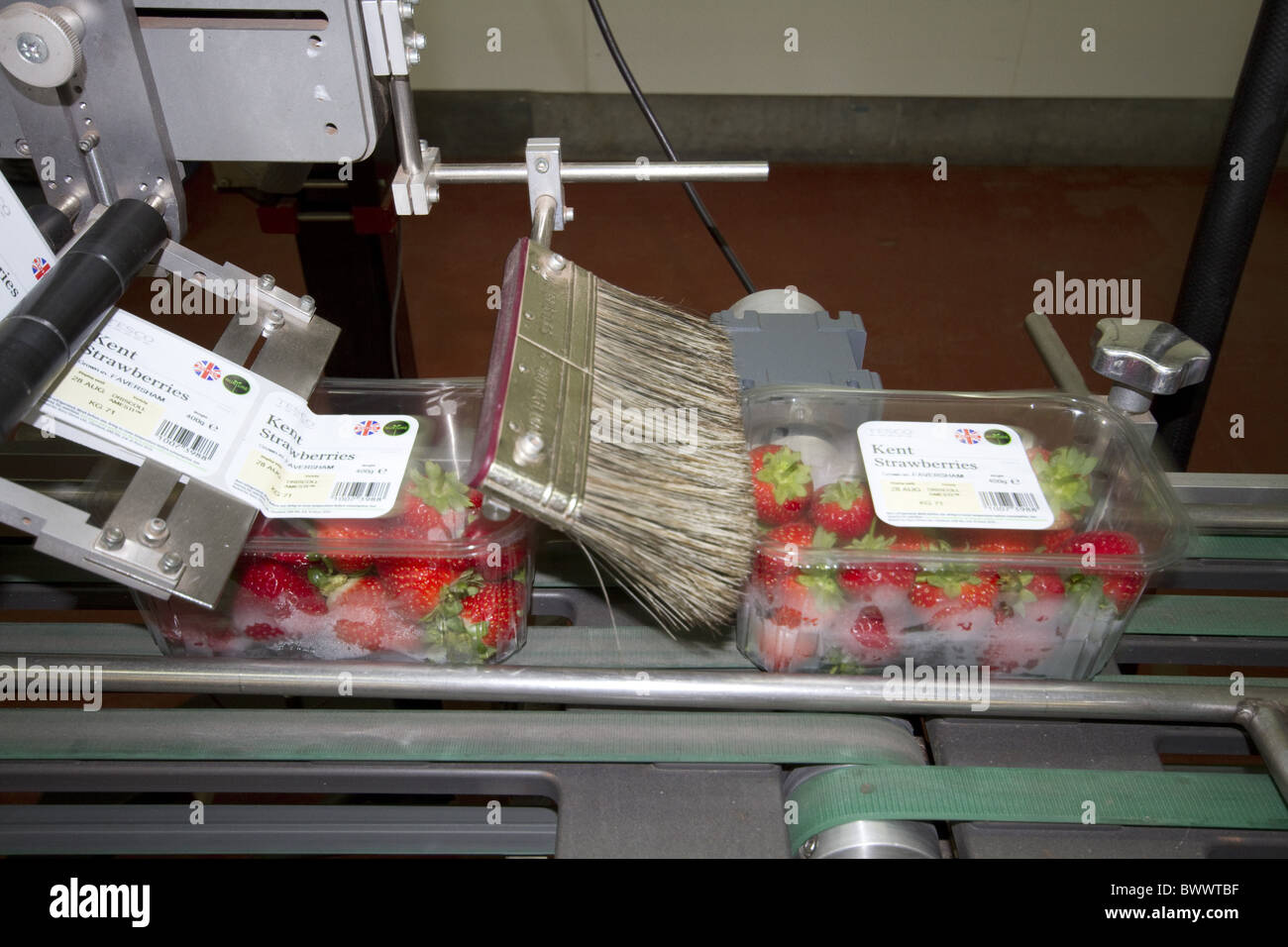 Strawberry production line punnets being packed Stock Photo - Alamy