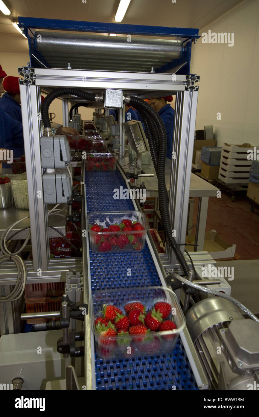 Strawberry production line punnets being packed Stock Photo - Alamy
