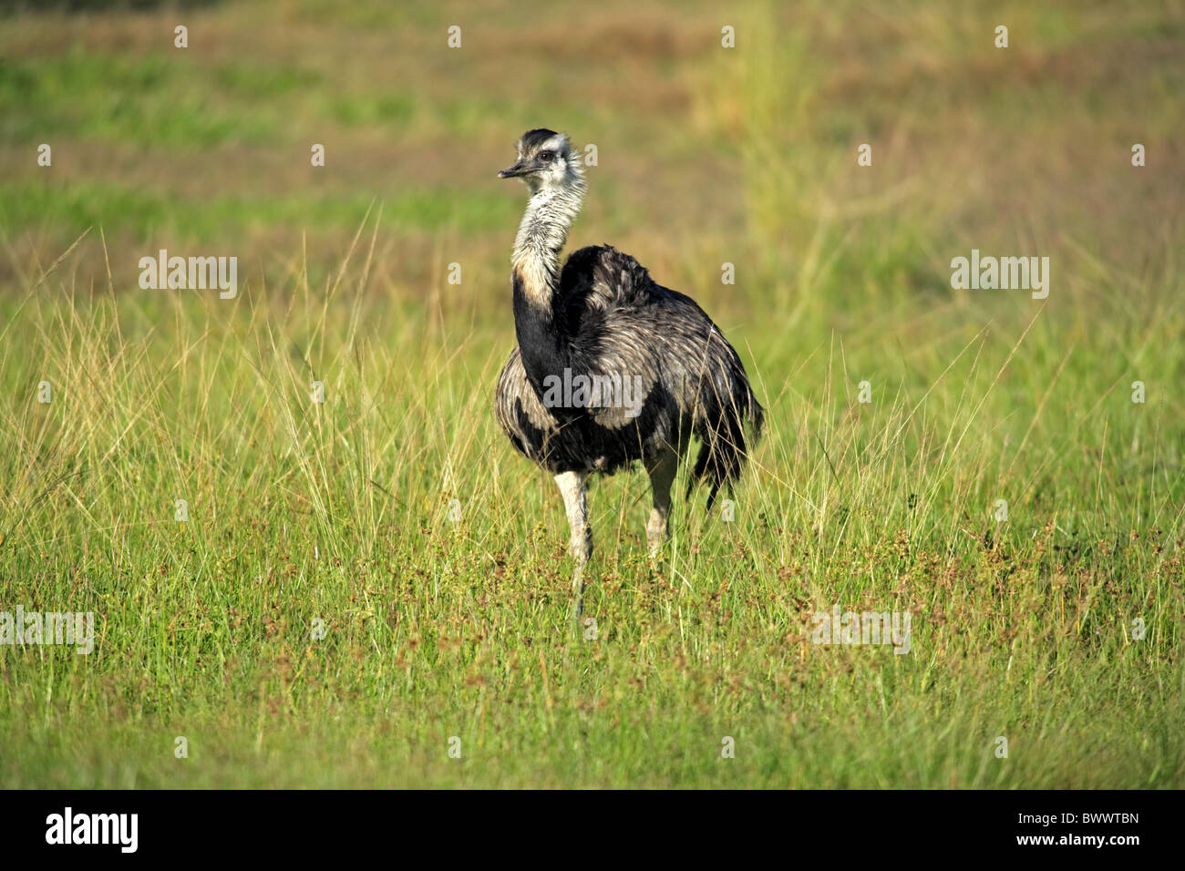Greater Rhea (Rhea americana) adult male, ruffling feathers, Pantanal ...
