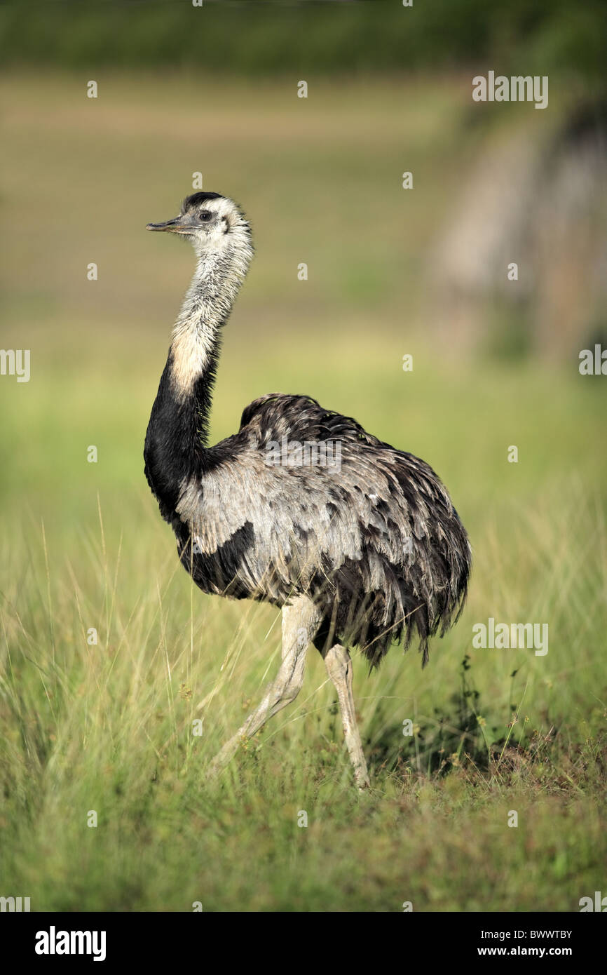 Male rhea hi-res stock photography and images - Alamy