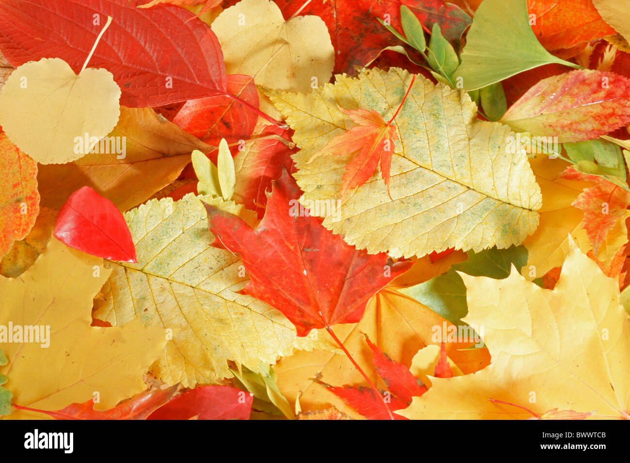 Colorful autumn leaves Stock Photo - Alamy