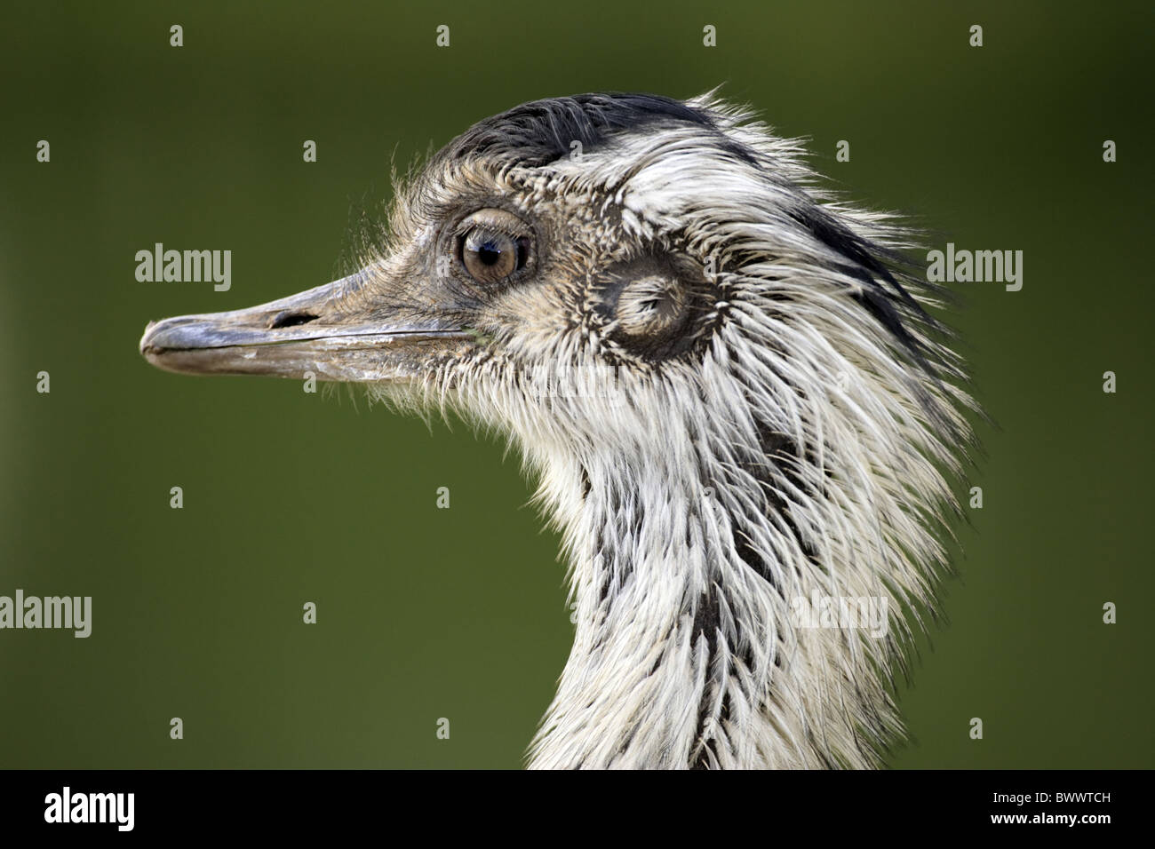 Greater Rhea (Rhea americana) adult male, close-up of head, Pantanal ...
