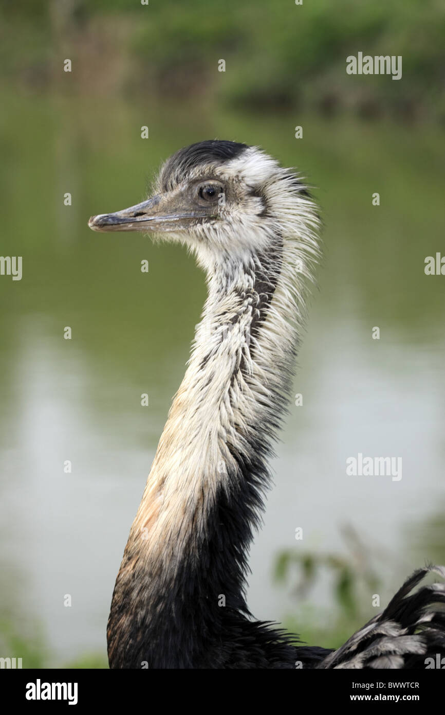 Greater Rhea (Rhea americana) adult male, close-up of head, Pantanal ...