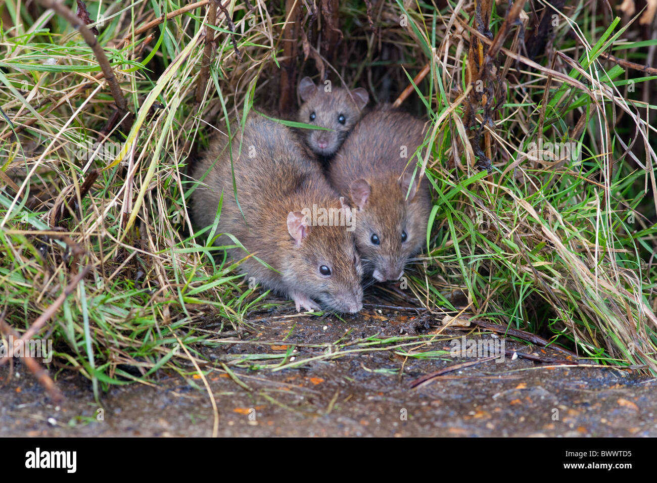 Three Brown Rats Rattus norvegicus looking from grass bank on arable ...