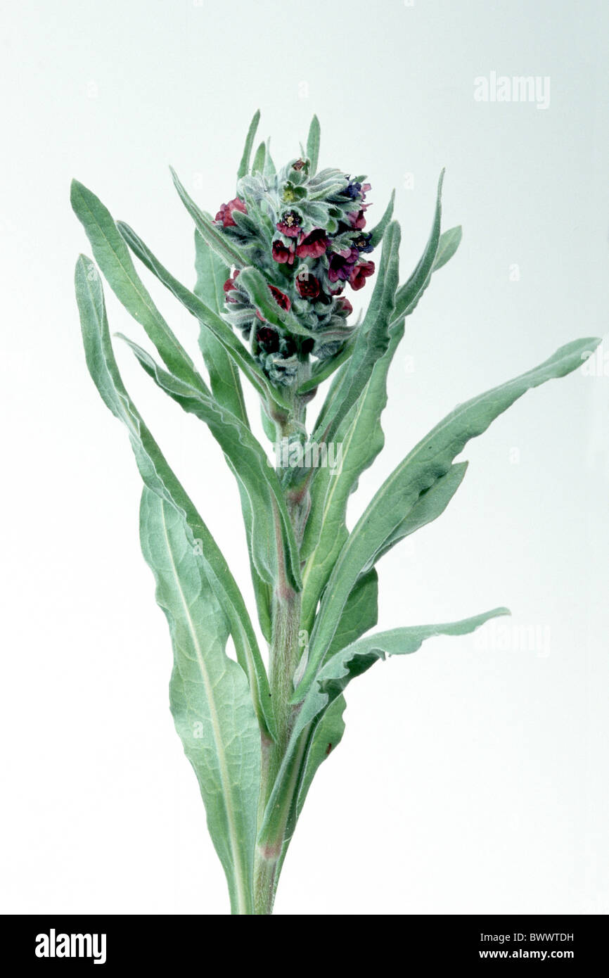 Common Hounds Tongue (Cynoglossum officinale), flowering, studio ...