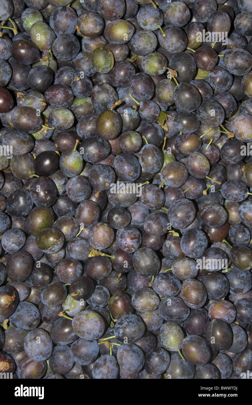 Damson fruits picked and waiting to be eaten Stock Photo - Alamy