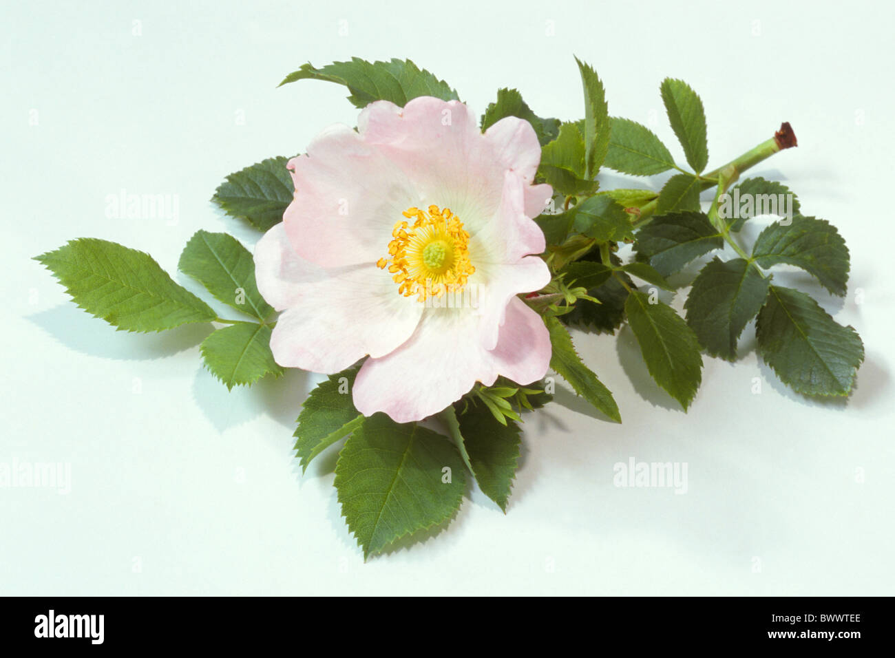 Dog Rose (Rosa canina), flower and leaves, studio picture), flower and ...