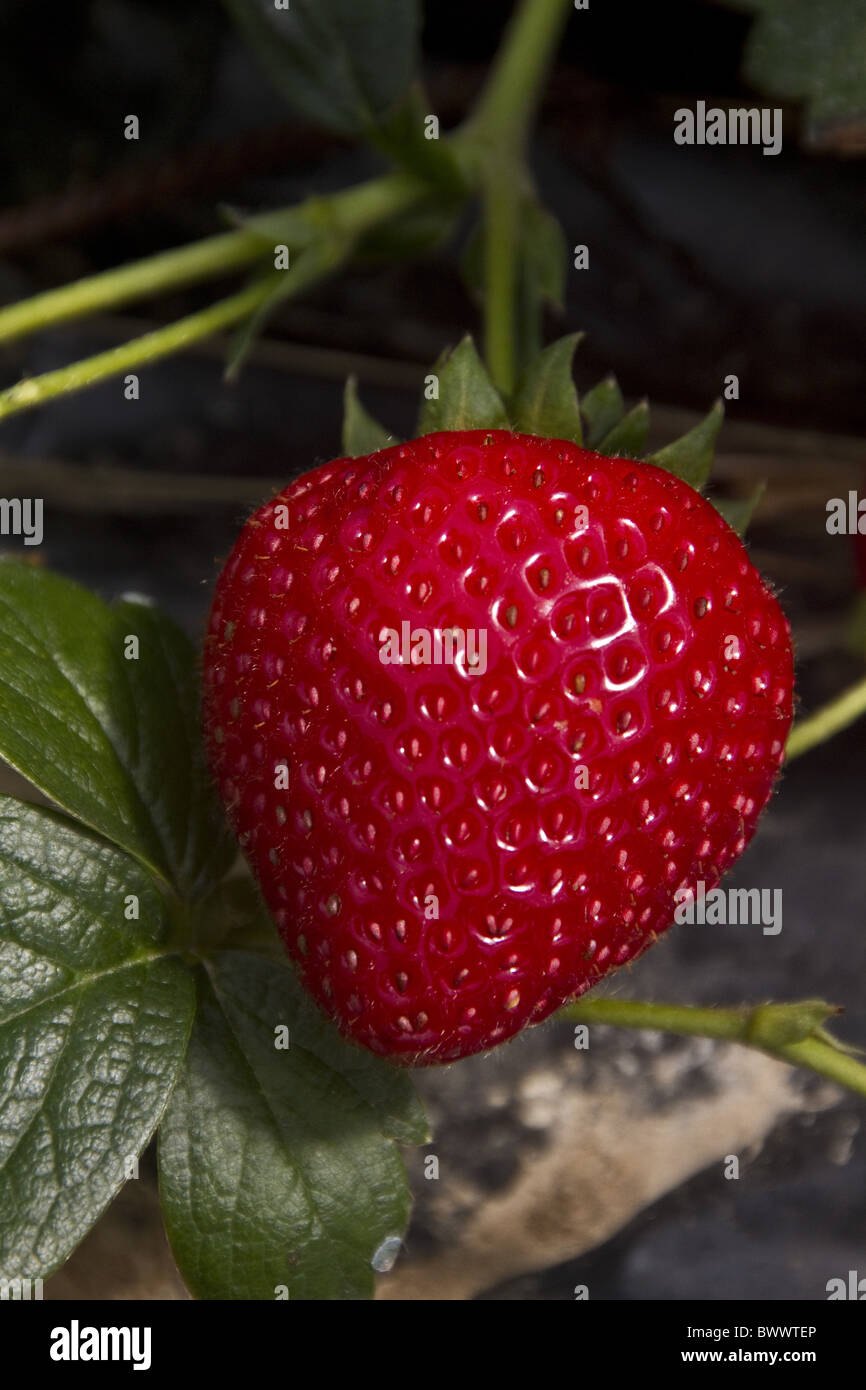 A ripe strawberry ready for picking variety Stock Photo - Alamy