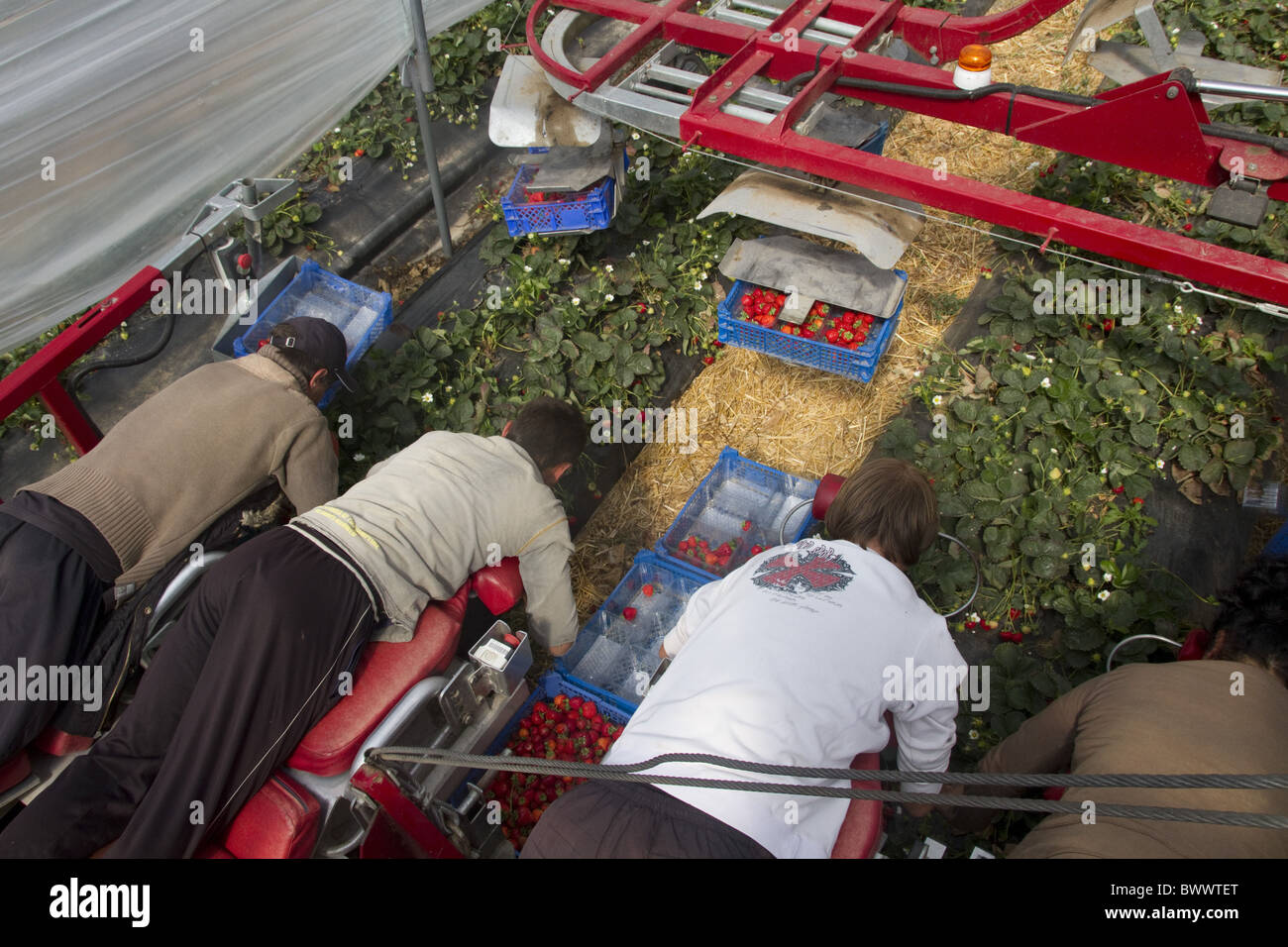 Mechanised strawberry picker 10 people picking Stock Photo - Alamy