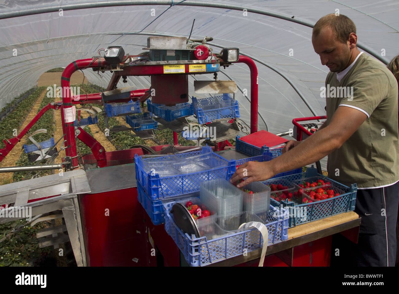 Strawberry picking machine hi-res stock photography and images - Alamy