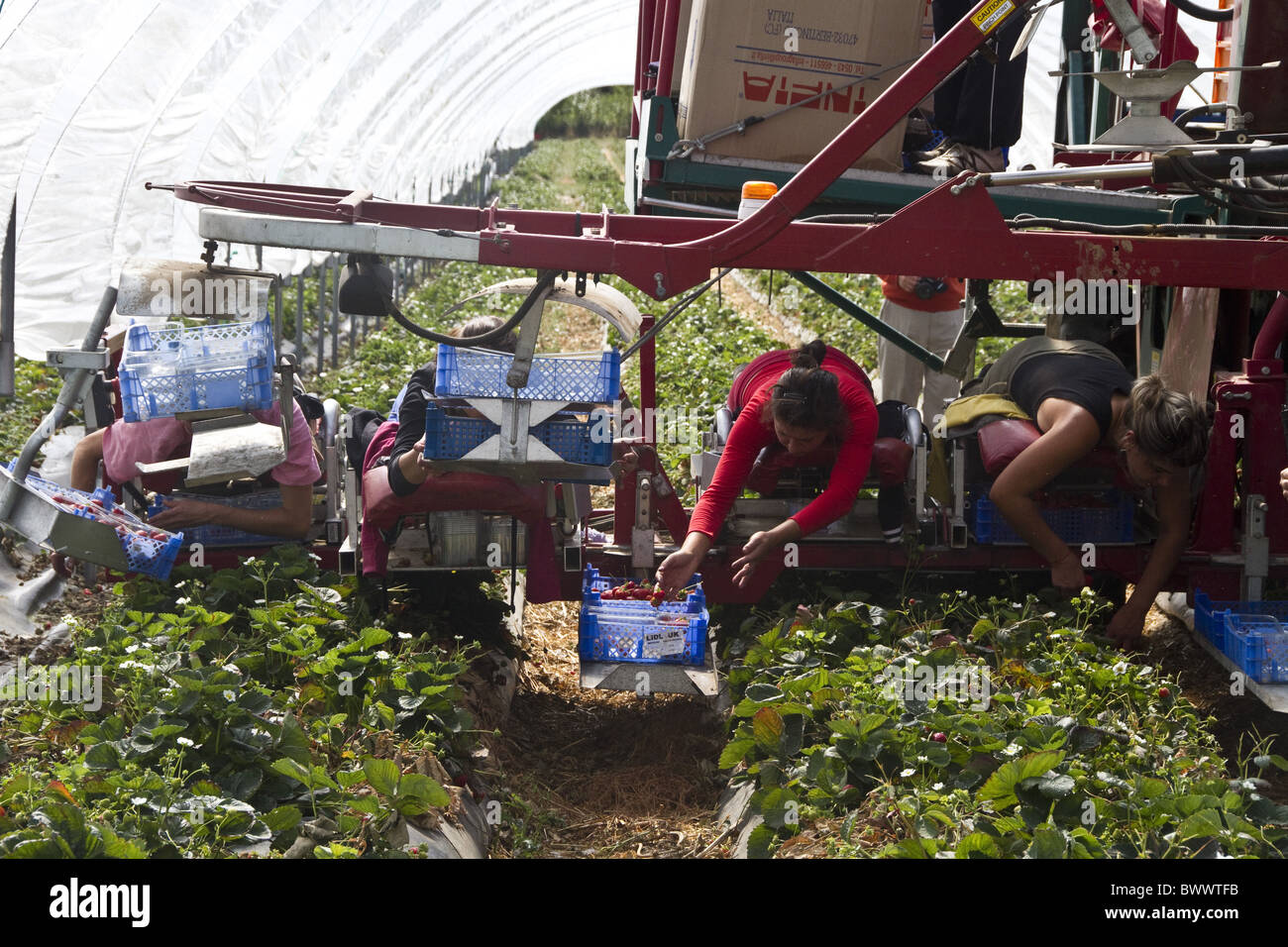 Mechanised strawberry picker 10 people picking Stock Photo - Alamy
