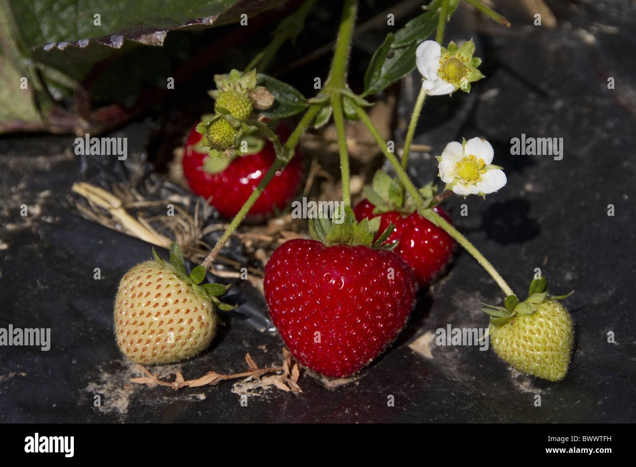 Developing strawberry fruit from flower ripe Stock Photo - Alamy