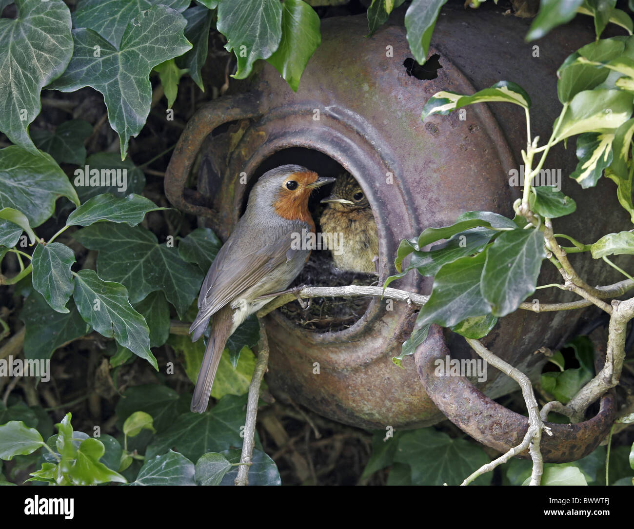 Eurasian robin nest hi-res stock photography and images - Alamy