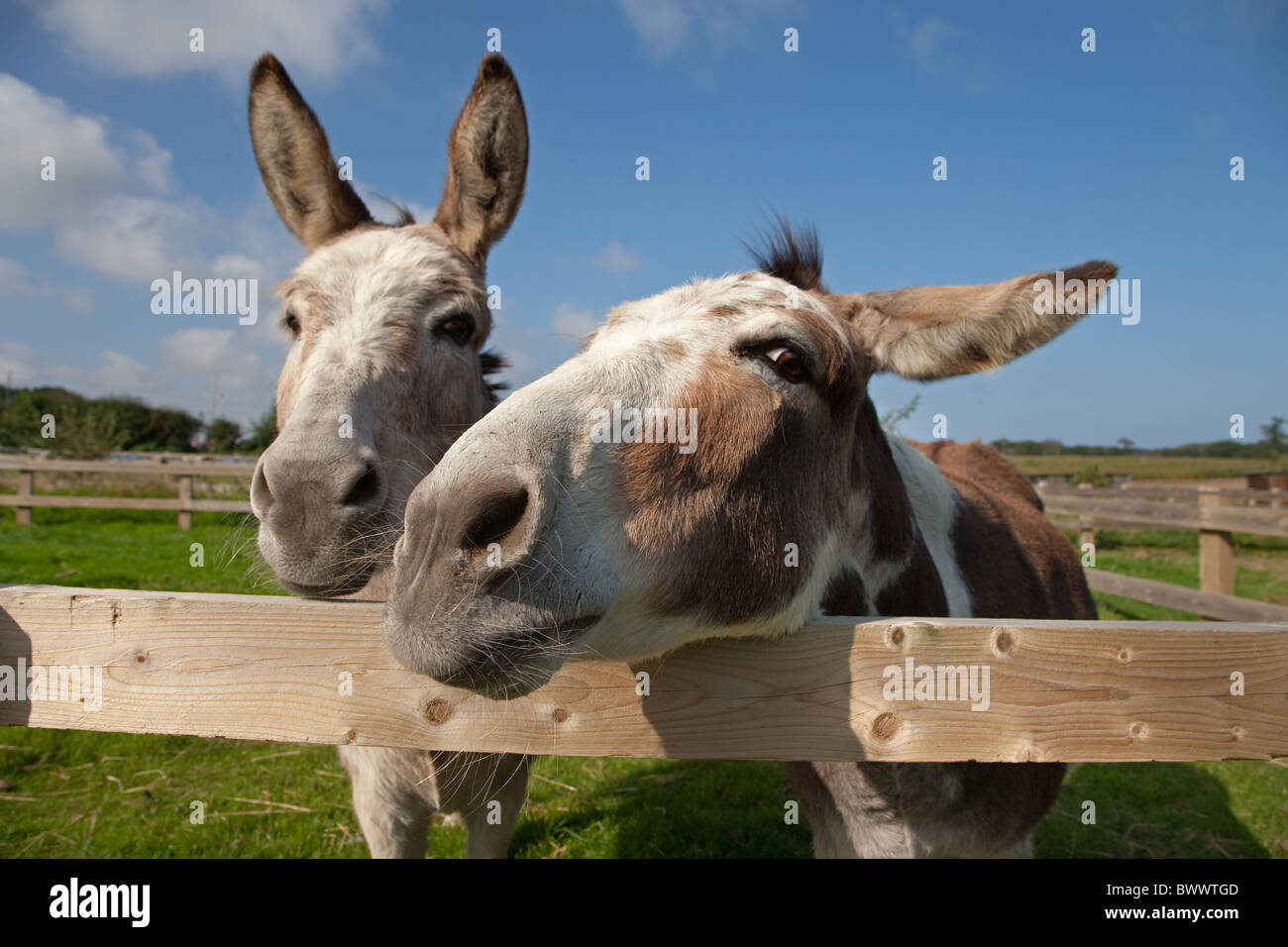 Donkeys cute hi-res stock photography and images - Alamy