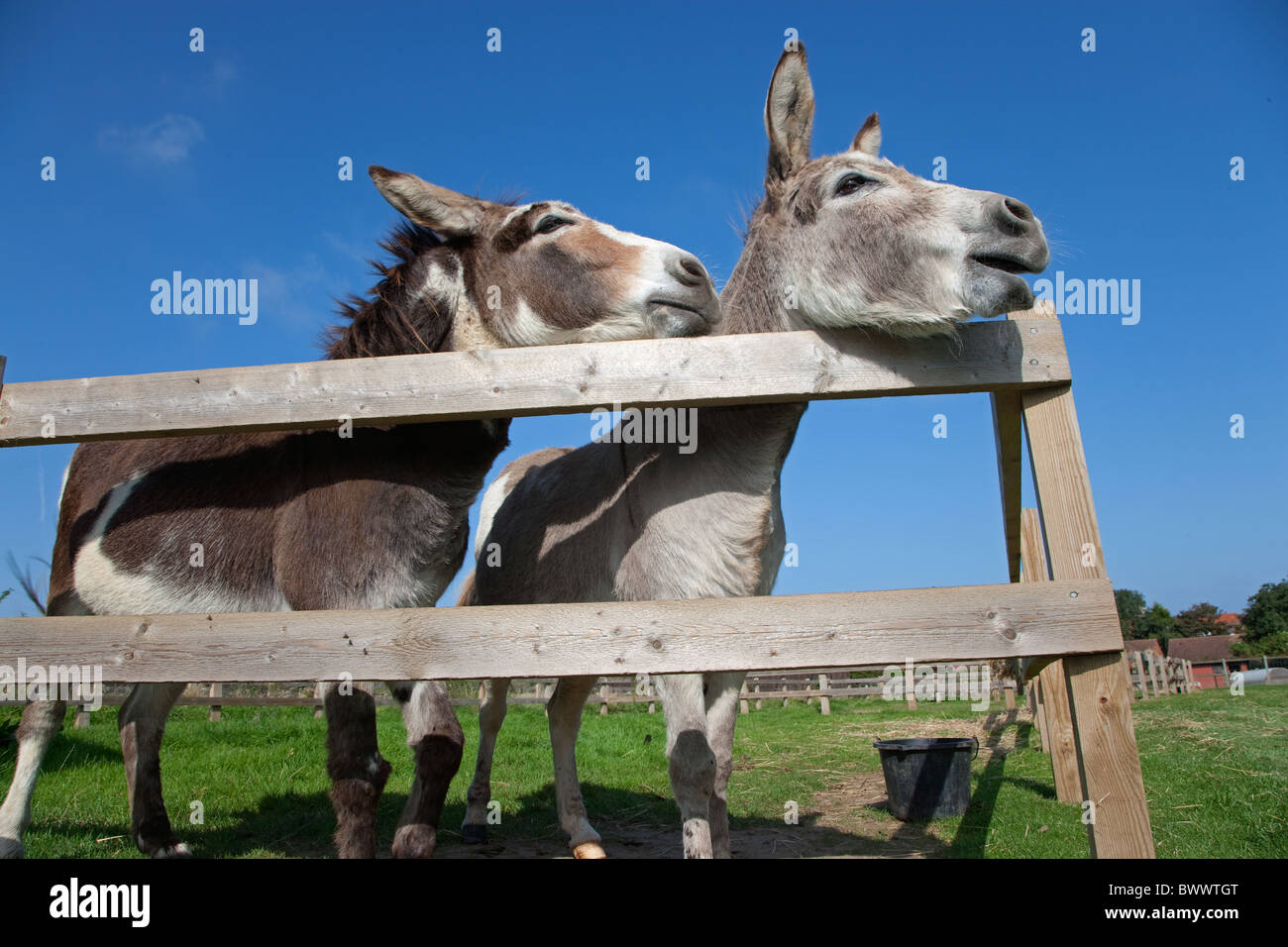 Donkeys on Norfolk Farm in summer Stock Photo - Alamy