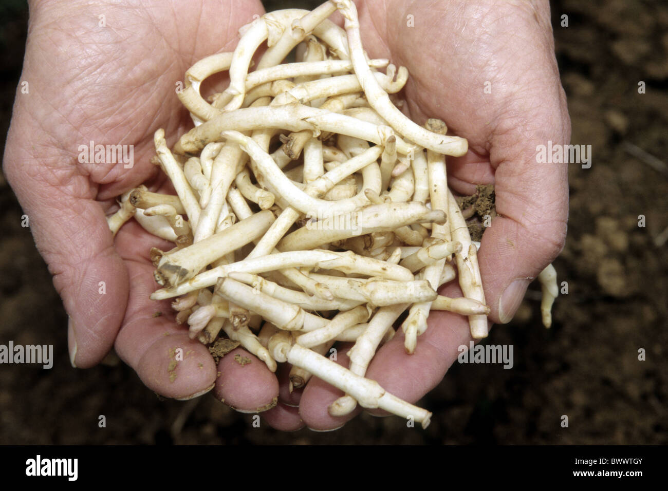 Hop, Common Hop (Humulus lupulus). Fresh sprouts, regionally one of the ...