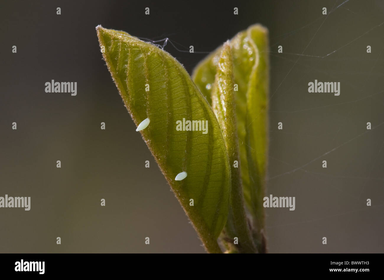 animal animals butterfly butterflies insect insects invertebrate ...