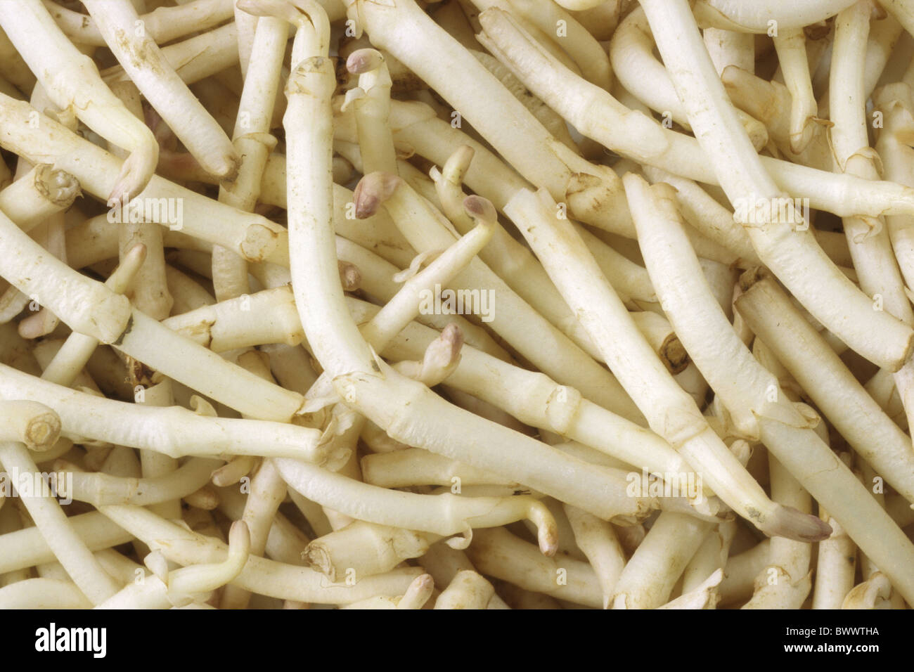 Hop, Common Hop (Humulus lupulus). Fresh sprouts, regionally one of the ...